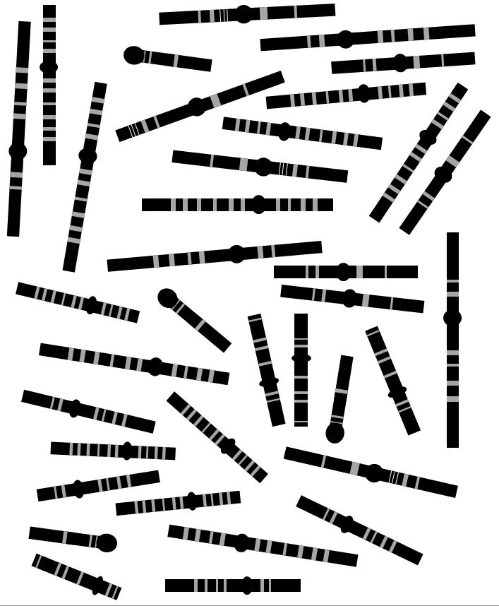 Solved I have to create a karyogram and answer questions | Chegg.com