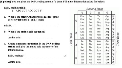 Solved 15 points You are given the DNA coding strand of a | Chegg.com