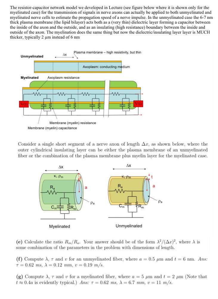 The resistor-capacitor network model we developed in | Chegg.com