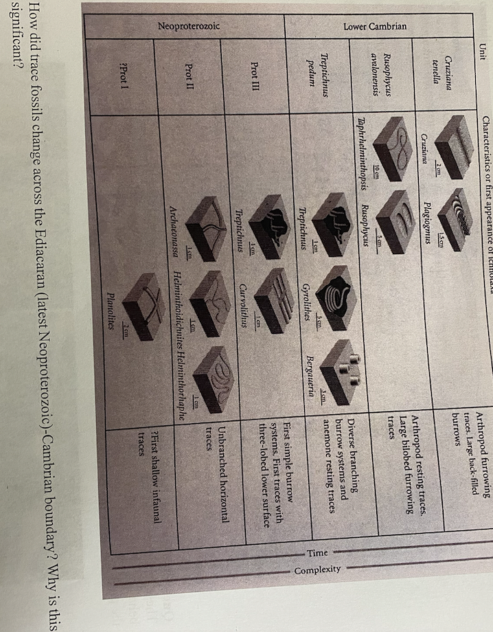 Solved How did trace fossils change across the Ediacaran | Chegg.com
