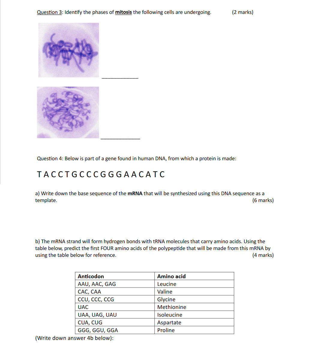 Solved Question 3: Identify the phases of mitosis the | Chegg.com