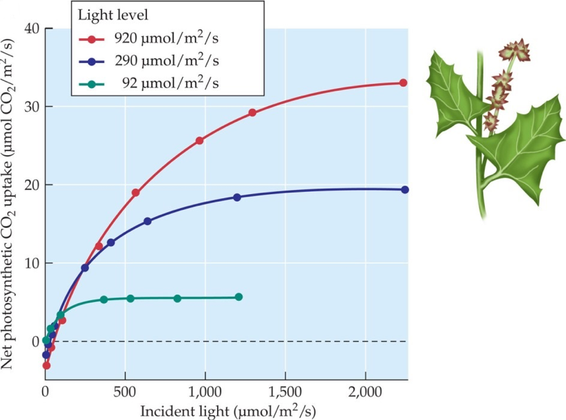 At approximately what light intensity level are the | Chegg.com