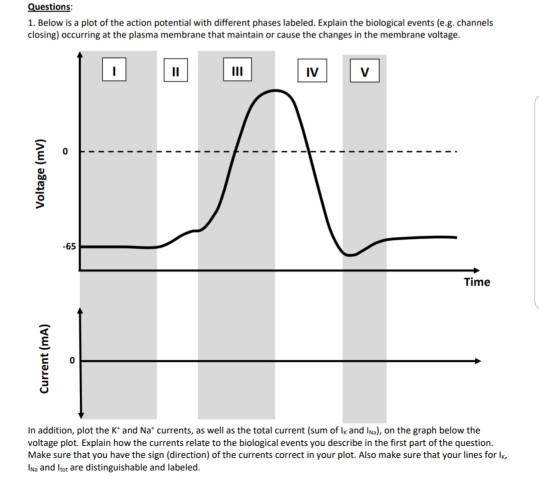 Solved Questions 1. Below is a plot of the action potential | Chegg.com
