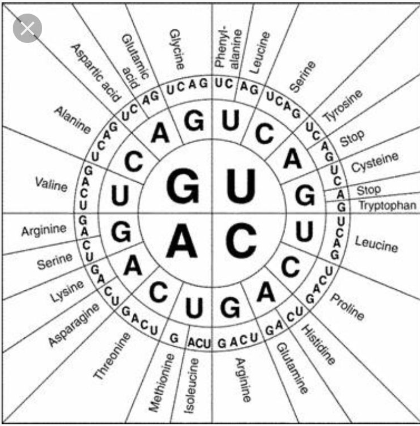Solved You are given the below piece of DNA: GC C G T A | Chegg.com