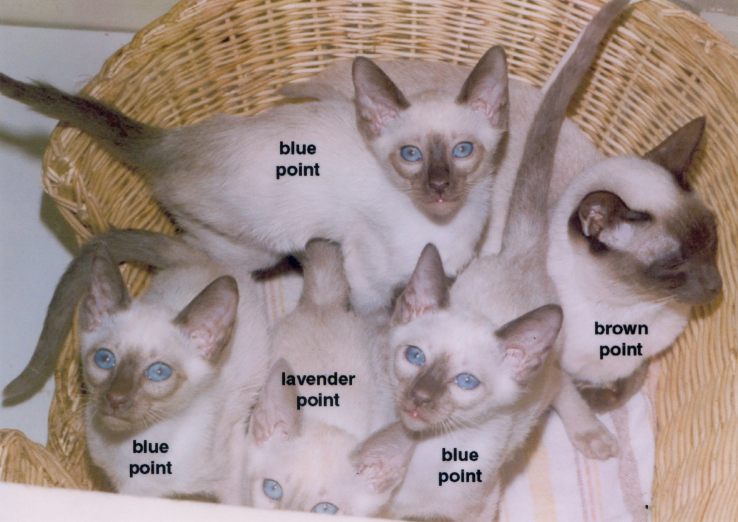 Solved D gene locus: intense colour d gene locus: dilute | Chegg.com