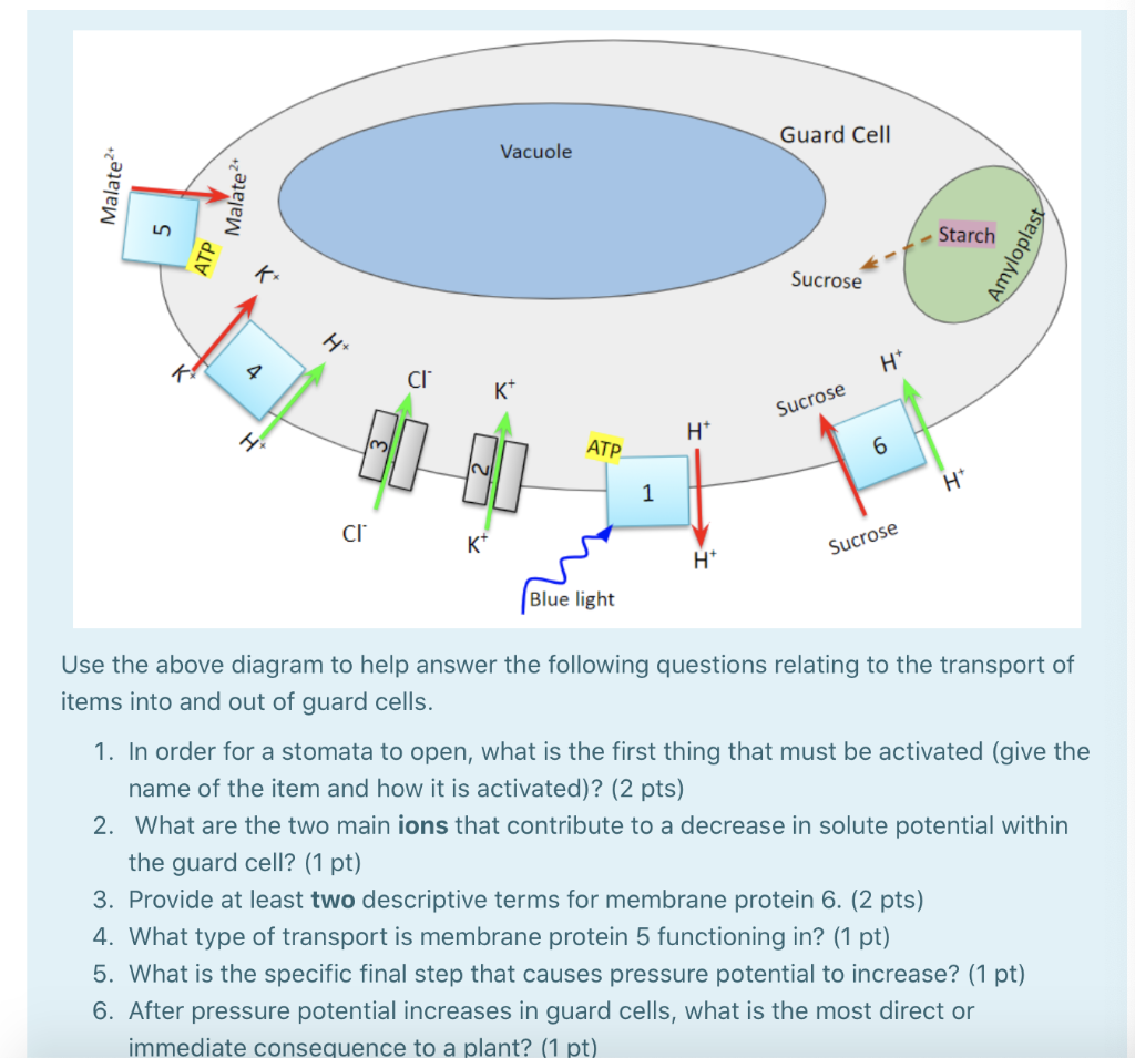 Solved Guard Cell Vacuole Malate? Malate 5 Starch ATP | Chegg.com