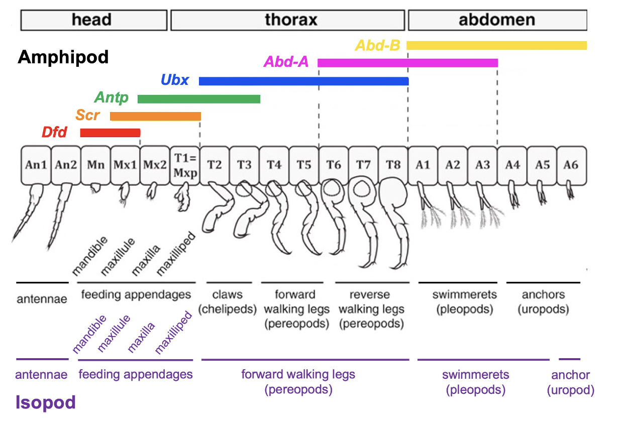 Solved part 2 Q 14The picture below shows the body segments | Chegg.com