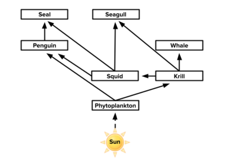 Solved Using the model above, which statement is most likely | Chegg.com