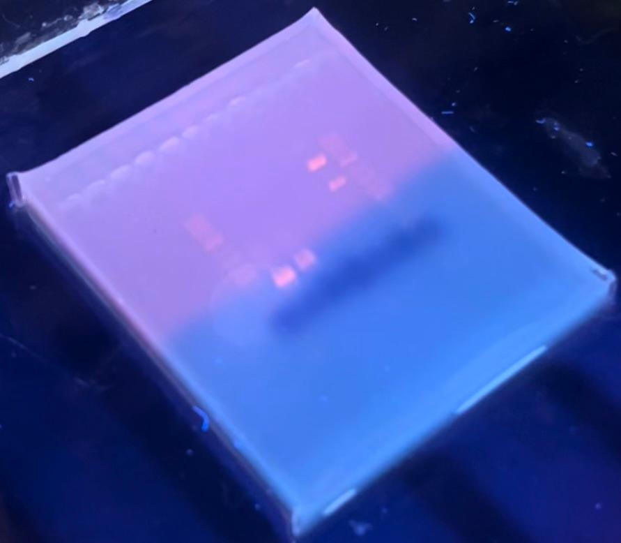 Describe your results: for each fragment | Chegg.com