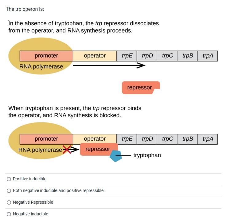 Tryptophan Operon