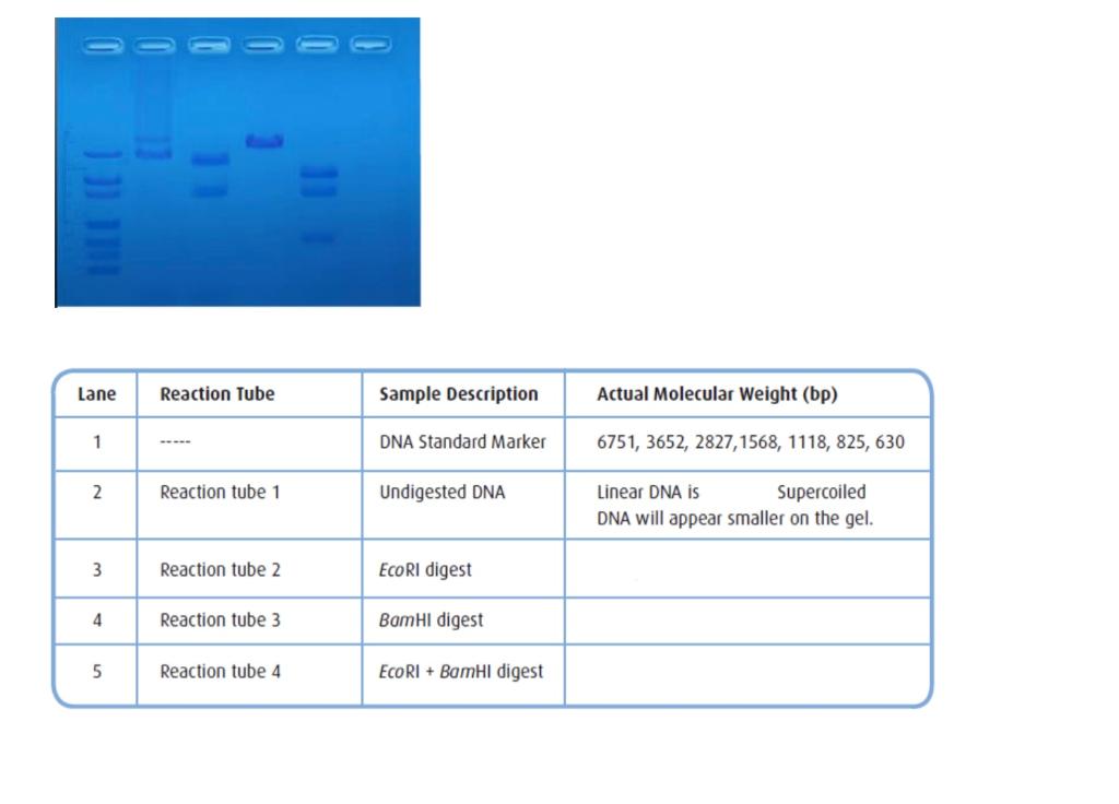 Solved Create a table detailing the results from the | Chegg.com