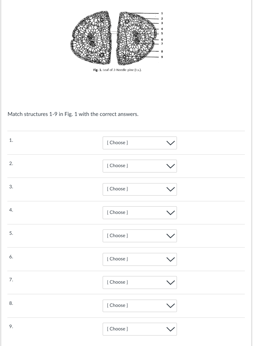 Solved Answer choices are as follows Mesophyll | Chegg.com