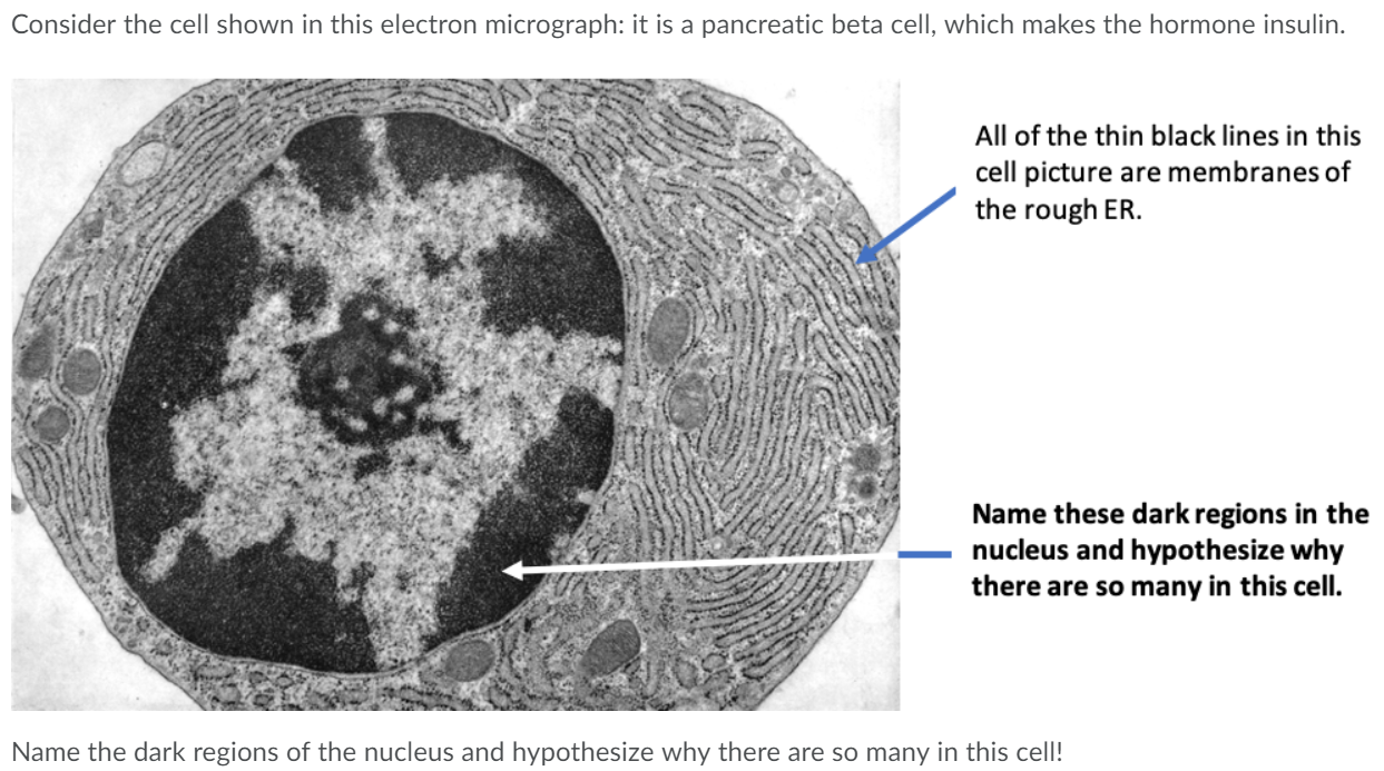 Solved Consider the cell shown in this electron micrograph: | Chegg.com