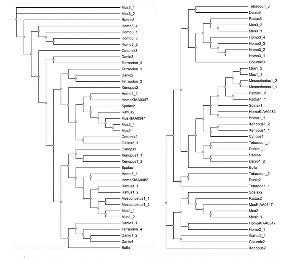 Solved The two phylogenetic trees are for one FASTA sequence | Chegg.com