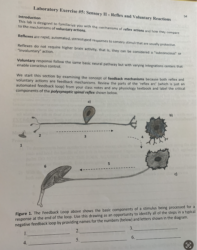 Solved Laboratory Exercise \#5: Sensory II - Reflex and | Chegg.com