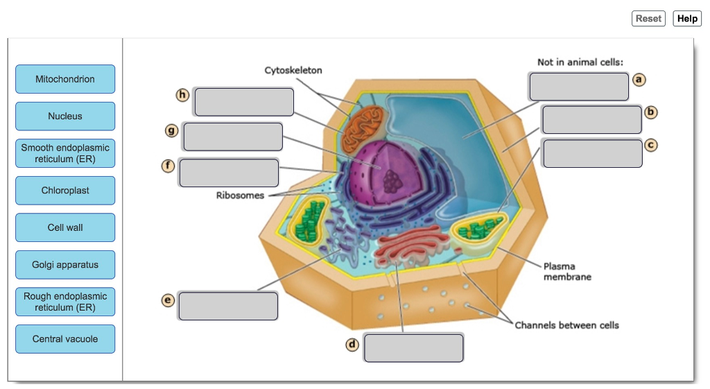 Endoplasmic Reticulum In Animal Cell