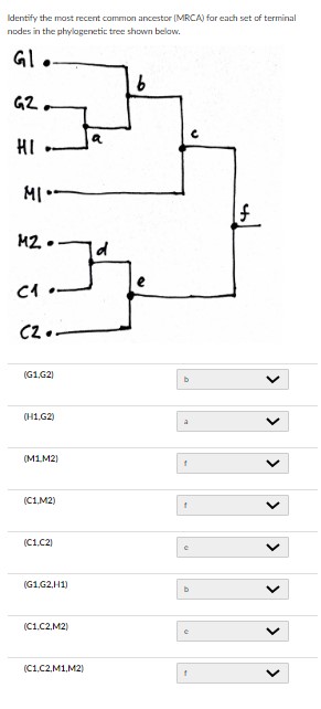 Solved Identify the most recent common ancestor (MRCA) ﻿for | Chegg.com