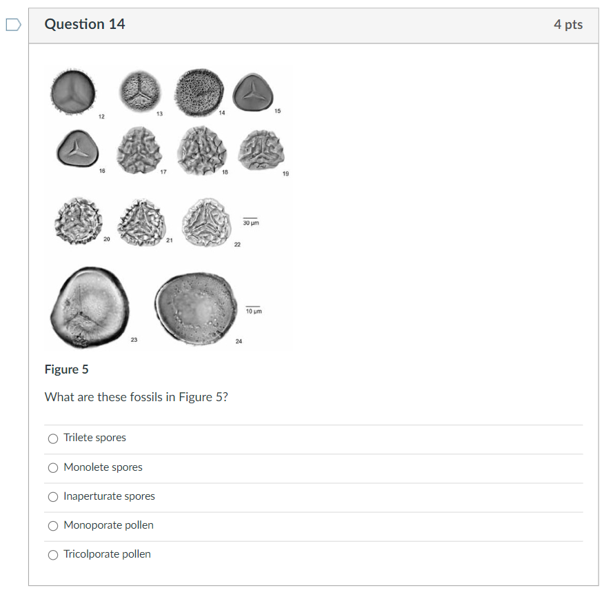 Solved What are these fossils in Figure 5? Trilete spores | Chegg.com