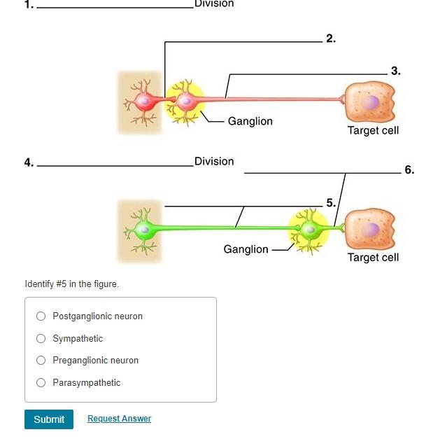 Solved DIVISION 2. 3. Ganglion Target cell 4. Division 6. 5. | Chegg.com