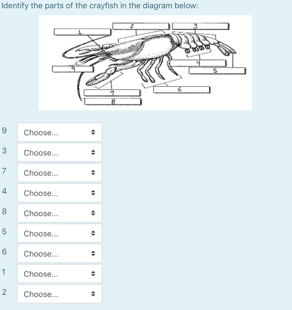 Solved Identify the parts of the crayfish in the diagram | Chegg.com