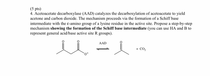 Solved (5 pts) 4. Acetoacetate decarboxylase (AAD) catalyzes | Chegg.com