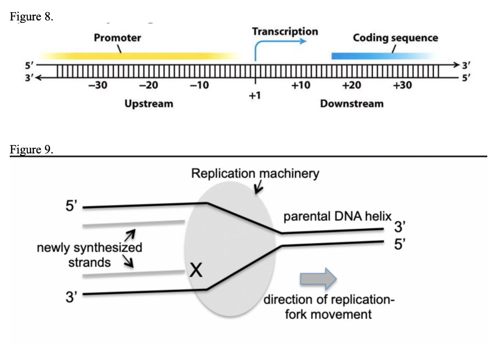 Solved Figure 8. Transcription Promoter Coding sequence / 5' | Chegg.com