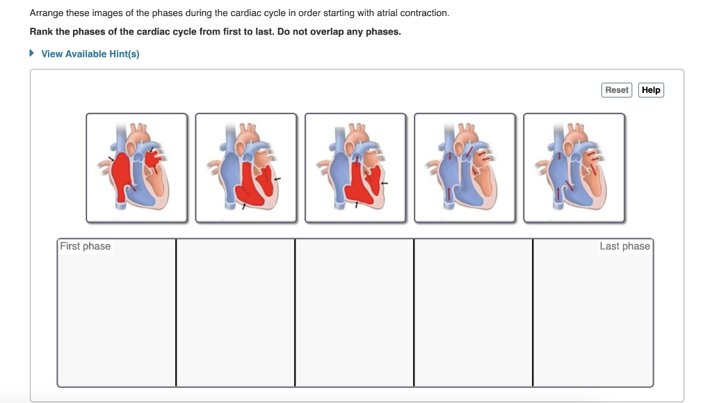 Solved Arrange these images of the phases during the cardiac | Chegg.com