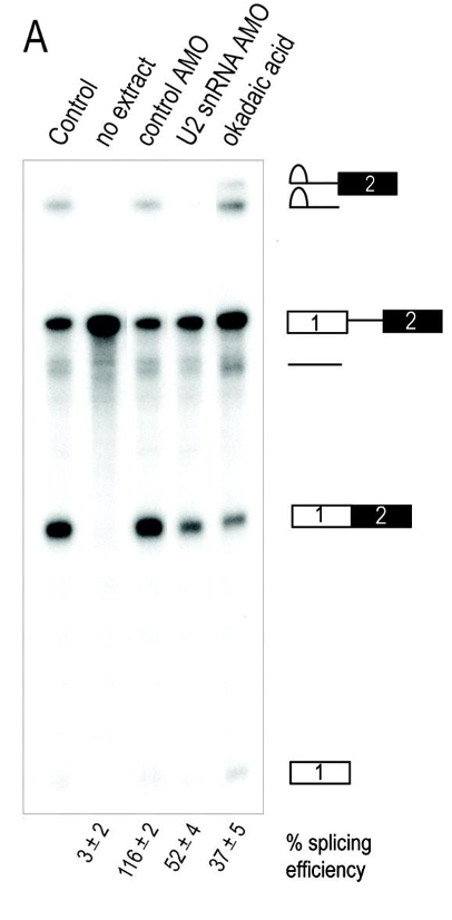 Solved Shows the in vitro splicing gel with RNA | Chegg.com
