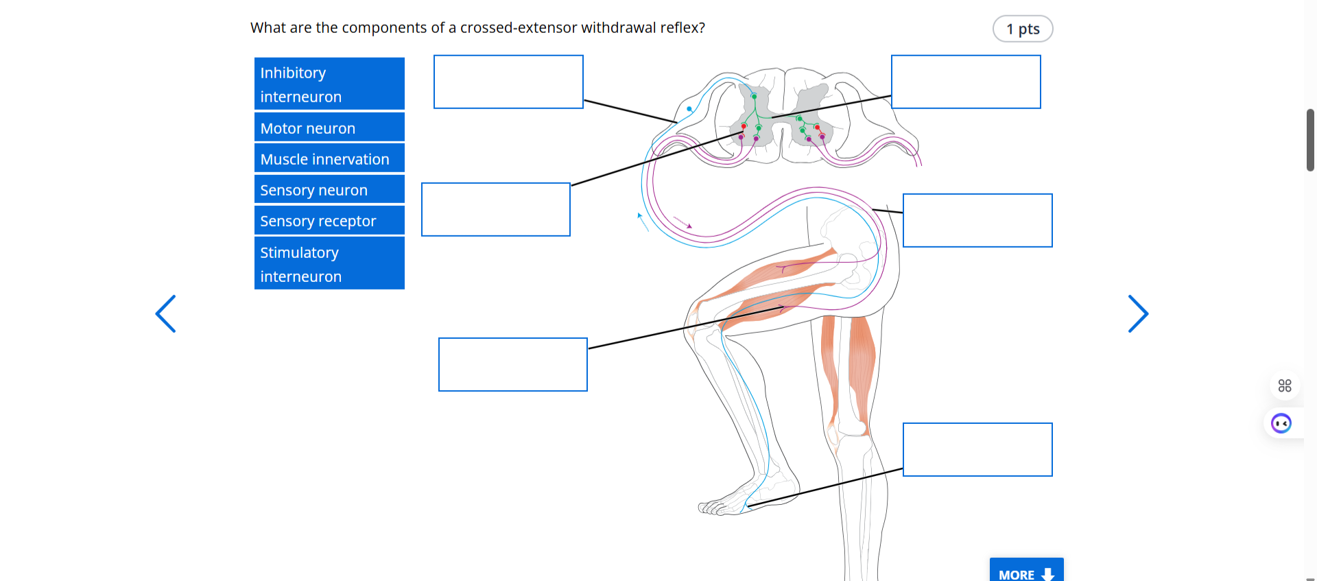 Solved What are the components of a crossed-extensor | Chegg.com