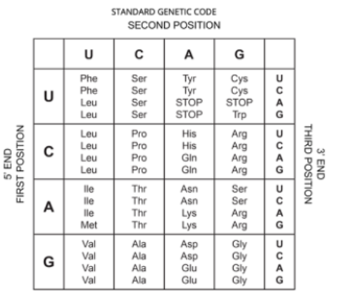 Solved Genetics Using standard wobble rules, deduce all | Chegg.com