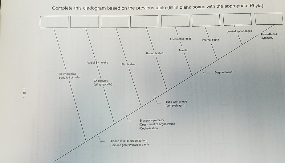 Solved Complete this cladogram based on the previous table | Chegg.com