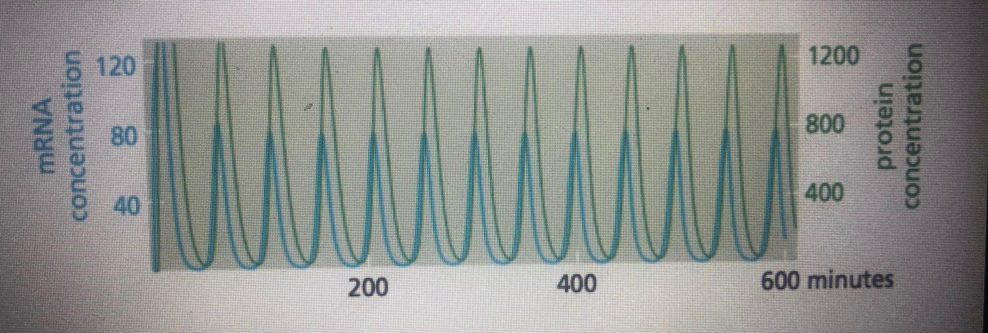 Hes1 mRNA and protein oscillations are shown below | Chegg.com
