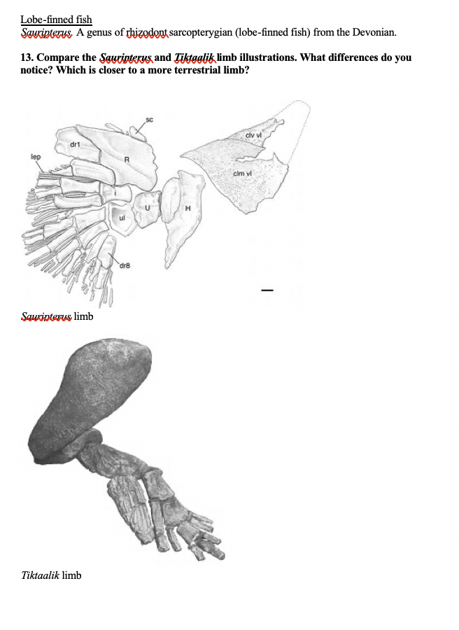 Solved Placoderms Placoderms are an extinct group of armored | Chegg.com
