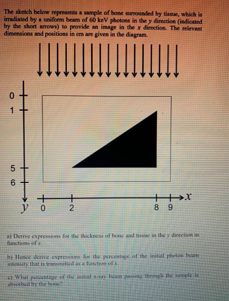 The sketch below represents a sample of bone | Chegg.com
