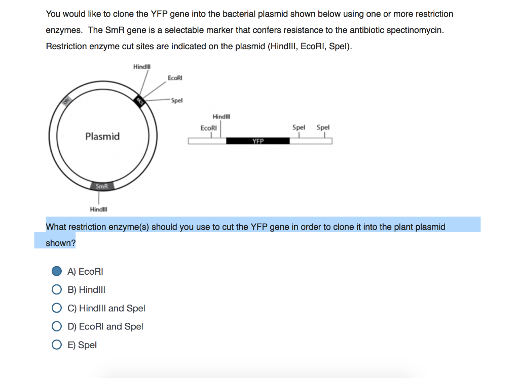 Solved You would like to clone the YFP gene into the | Chegg.com