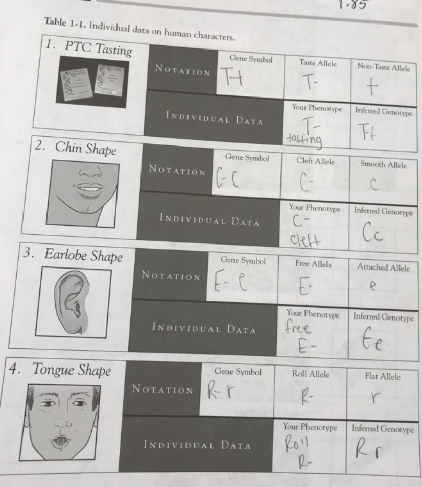 Solved HUMAN TRAITS AND PEDIGREES Aa Aa aa aa Aa Aa Aa aa | Chegg.com