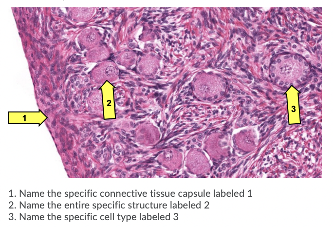 Solved 2 3 1 1. Name the specific connective tissue capsule | Chegg.com