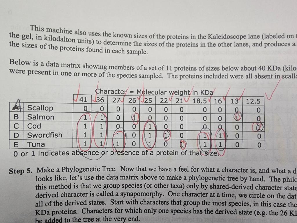 Construct a phylogenetic tree using the table below. | Chegg.com