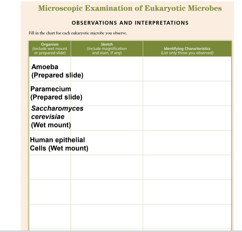 Solved Microscopic Examination of Eukaryotic Microbes | Chegg.com