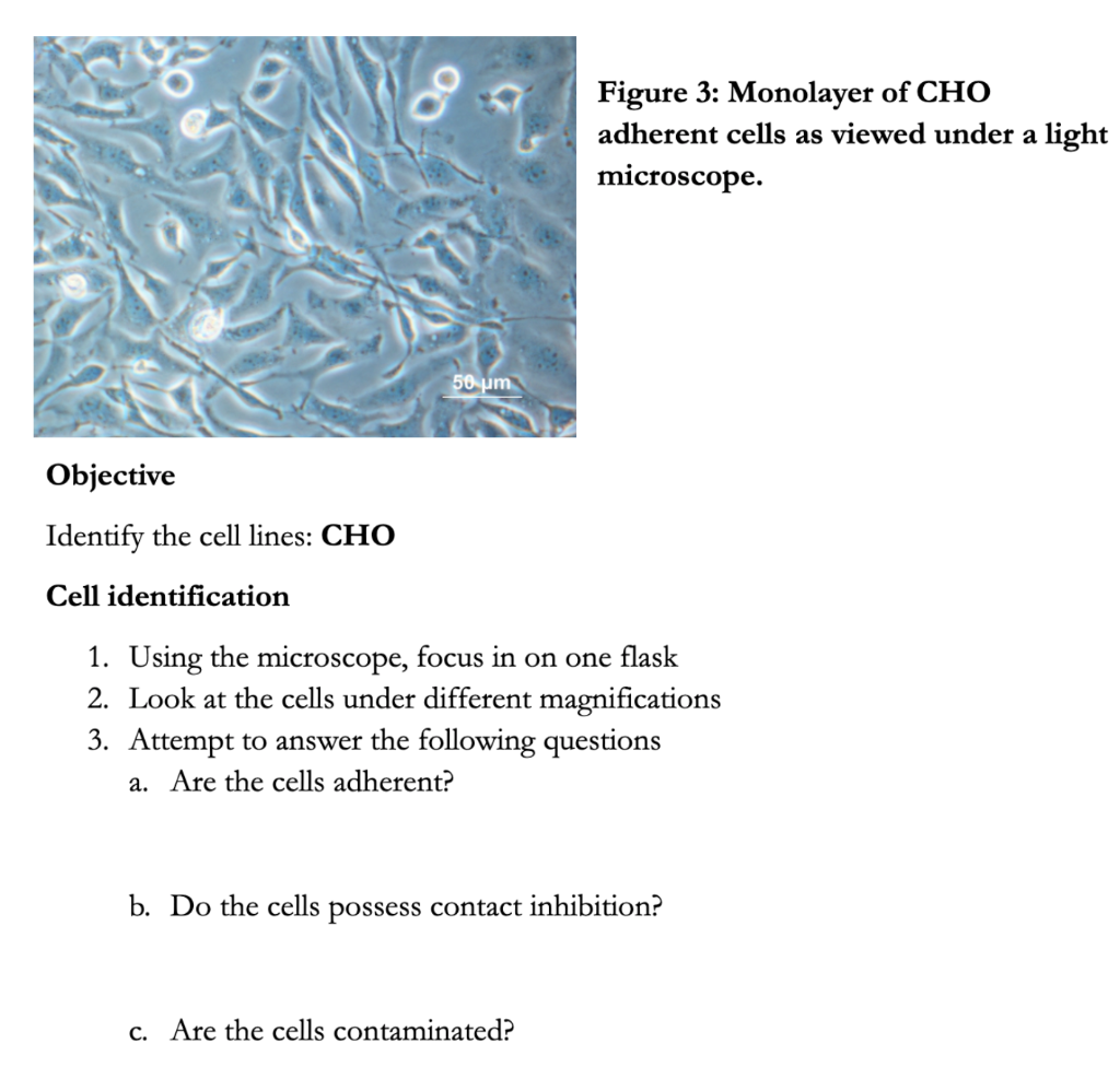 Solved Figure 3: Monolayer of CHO adherent cells as viewed | Chegg.com