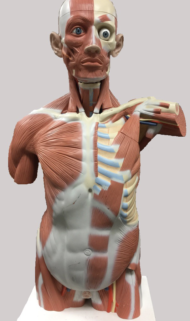 3. Color and label the muscles on the list. Color | Chegg.com