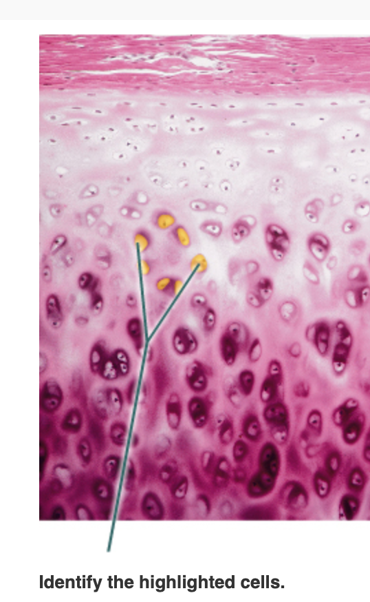 Solved Identify the highlighted cells. | Chegg.com