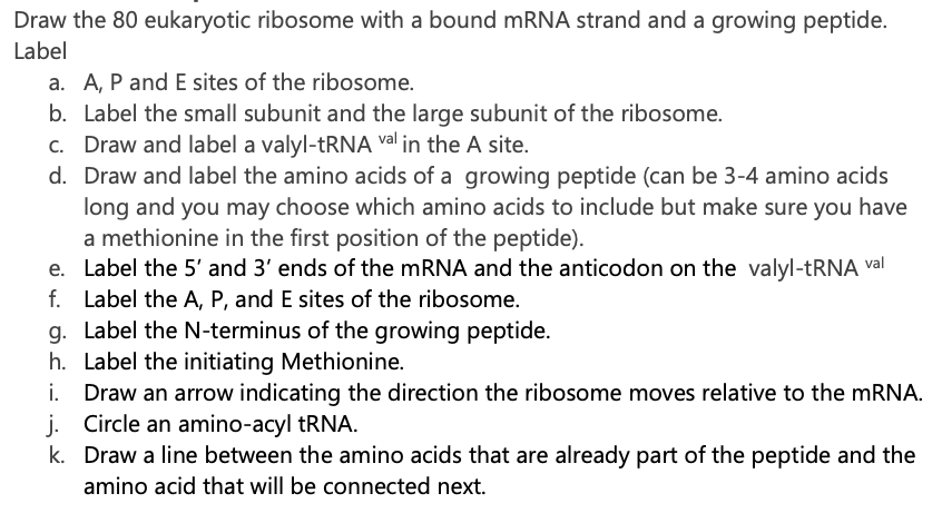 Solved Draw the 80 eukaryotic ribosome with a bound mRNA | Chegg.com