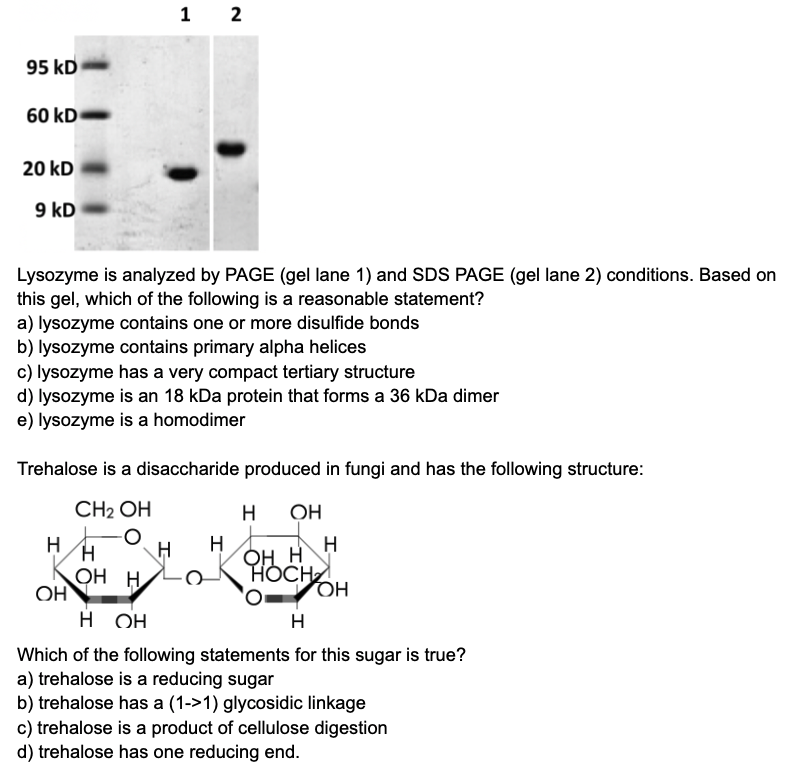 Solved 1 95kD= 60kD= 20kD 9kD Lysozyme is analyzed by PAGE | Chegg.com