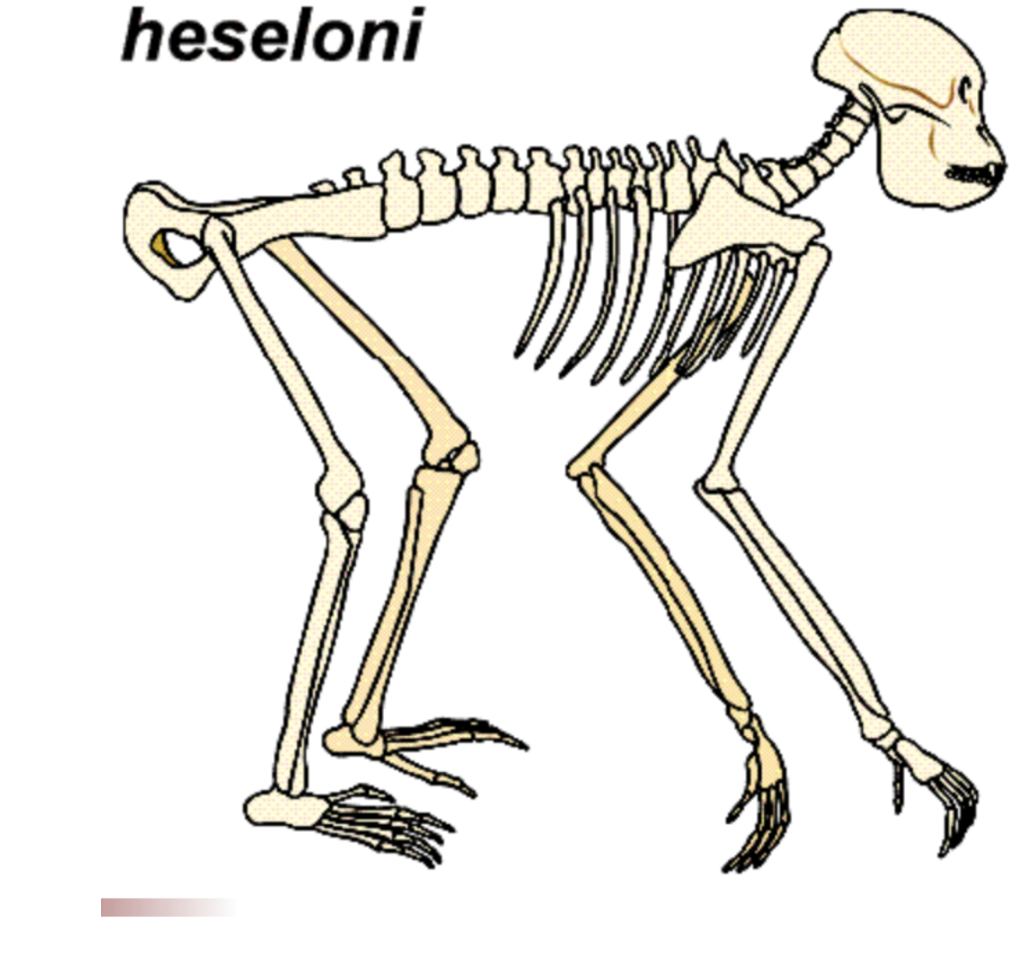 Solved Based on the image below of Proconsul, circle five | Chegg.com