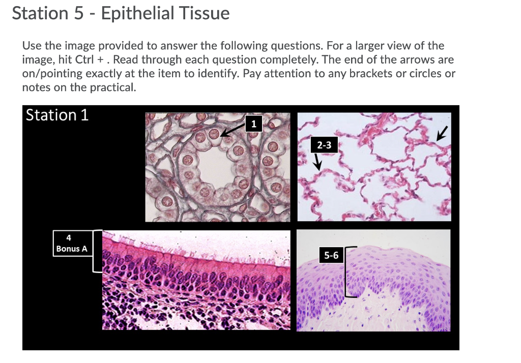 Solved Station 5 - Epithelial Tissue Use the image provided | Chegg.com