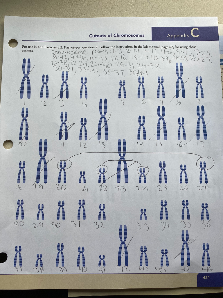 Solved Name LAB EXERCISE 3.2 continued 5 Use the karyotype | Chegg.com
