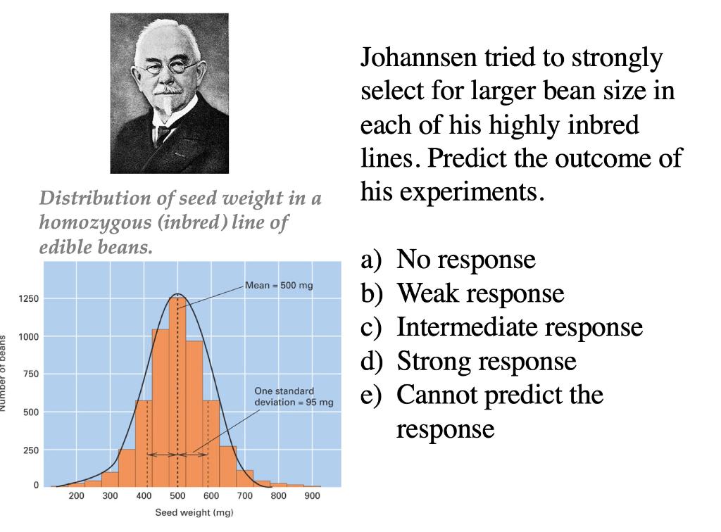 Solved Johannsen tried to strongly select for larger bean | Chegg.com