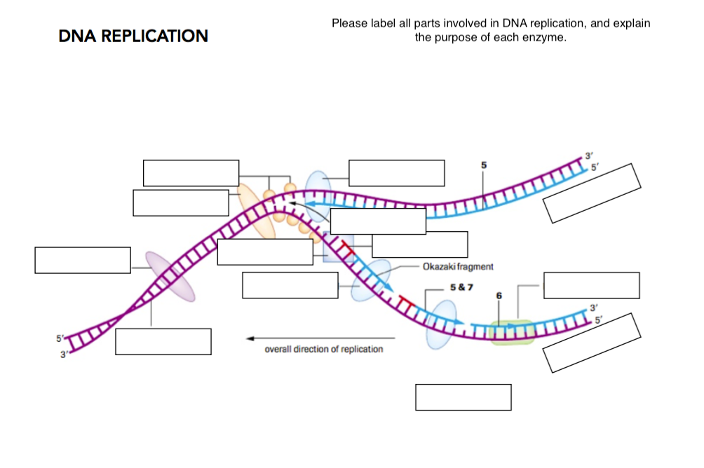 Solved Please label all parts involved in DNA replication, | Chegg.com