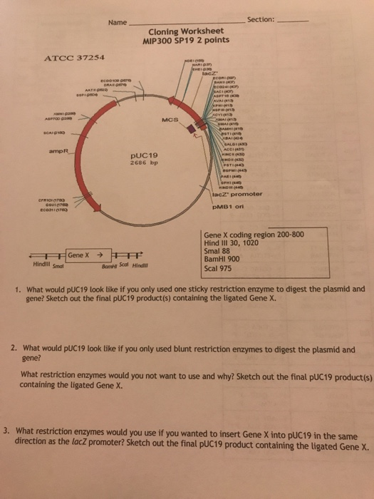 Solved Section:_ Name Cloning Worksheet MIP300 SP19 2 points | Chegg.com